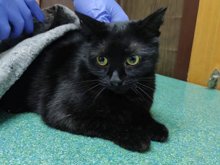 Нежная Полина до 11.02 в Кисе.Нельзя снова на улиц