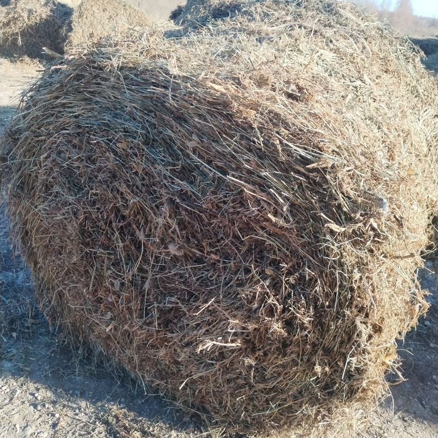Сено гороховое