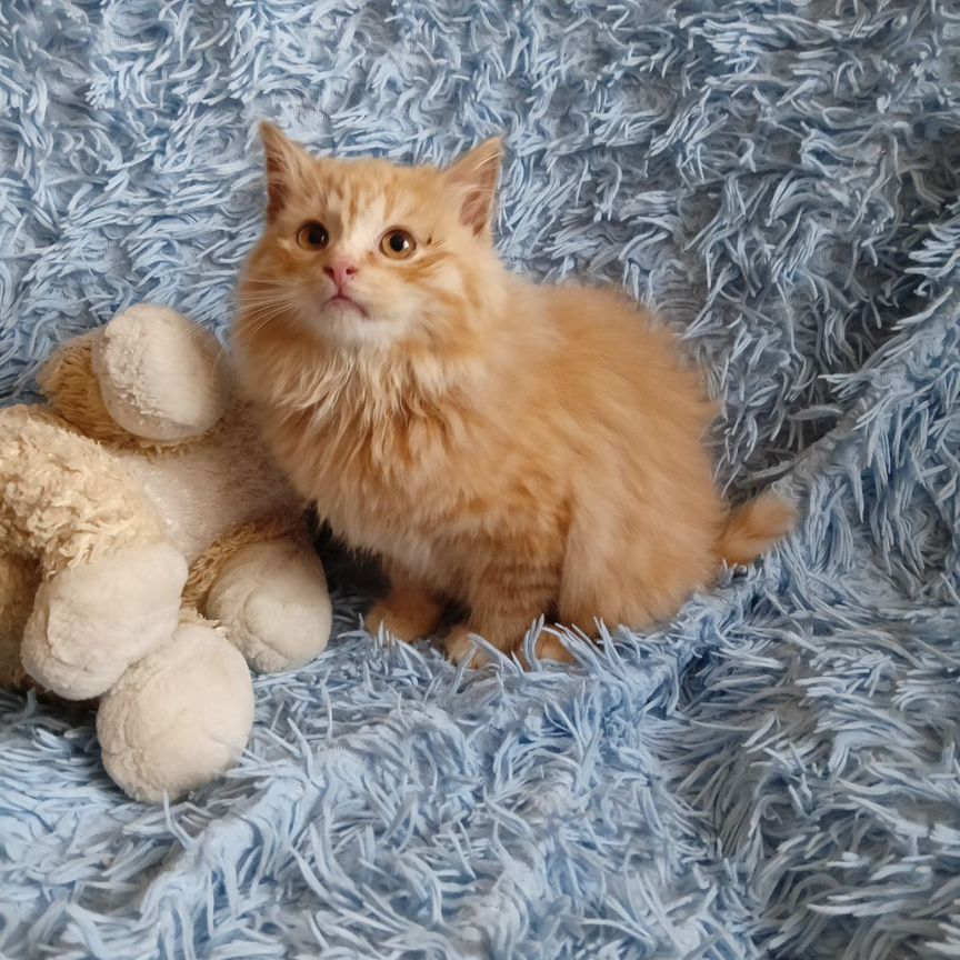 Котёнок