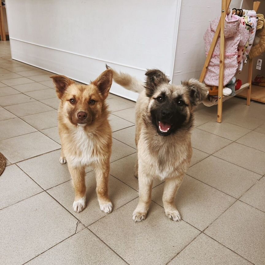 Щенки ищут дом