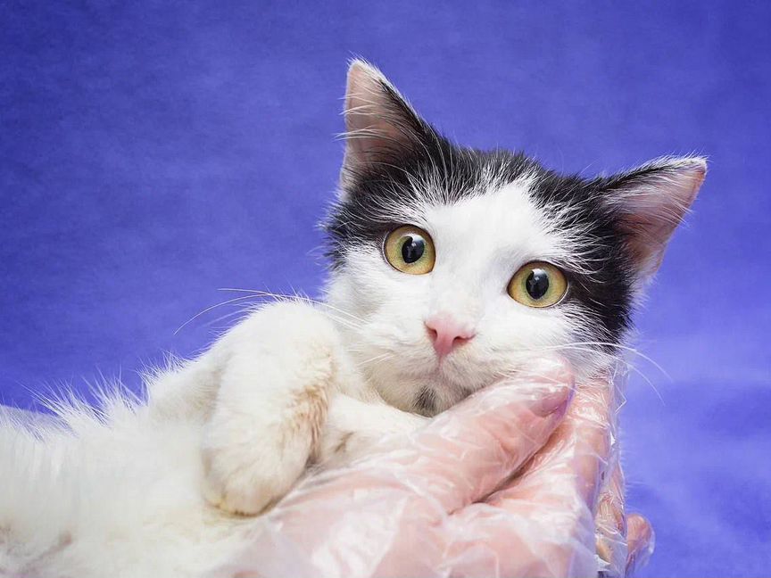 Волик самый ласковый котик ищет маму