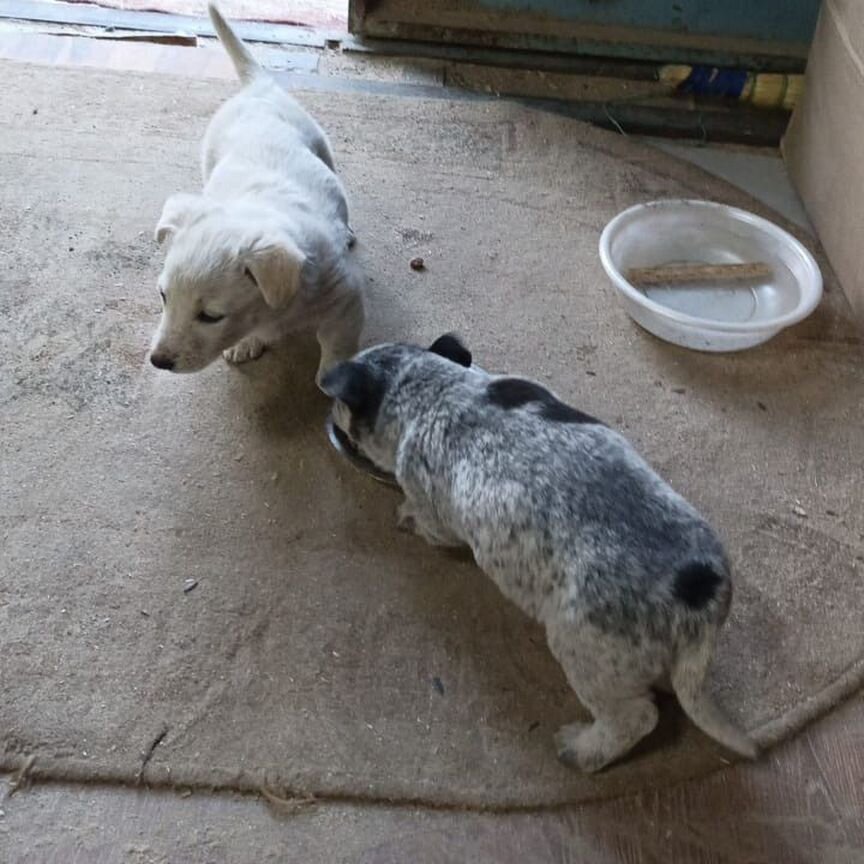 Щенок в добрые руки бесплатно