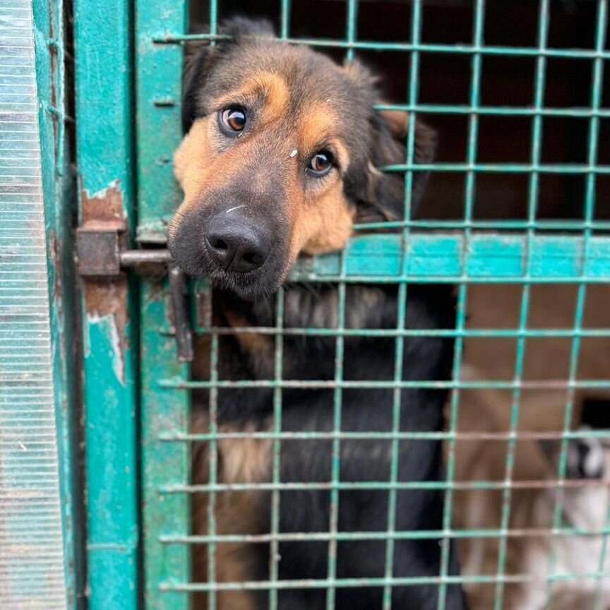 Классный парень в семью