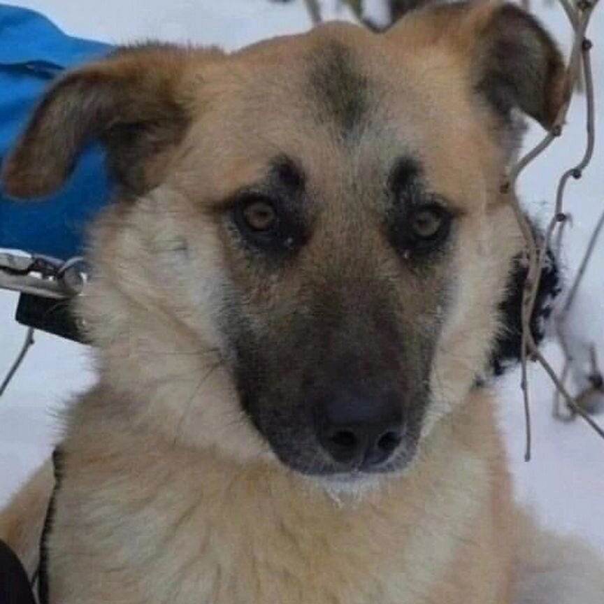 Левушка.с грустной историей