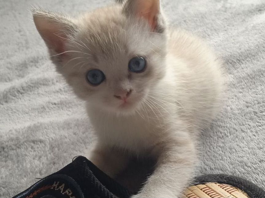 Кошка