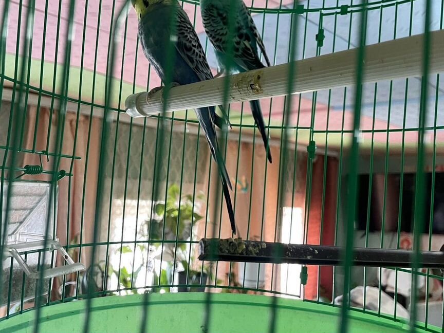 Волнистый попугай