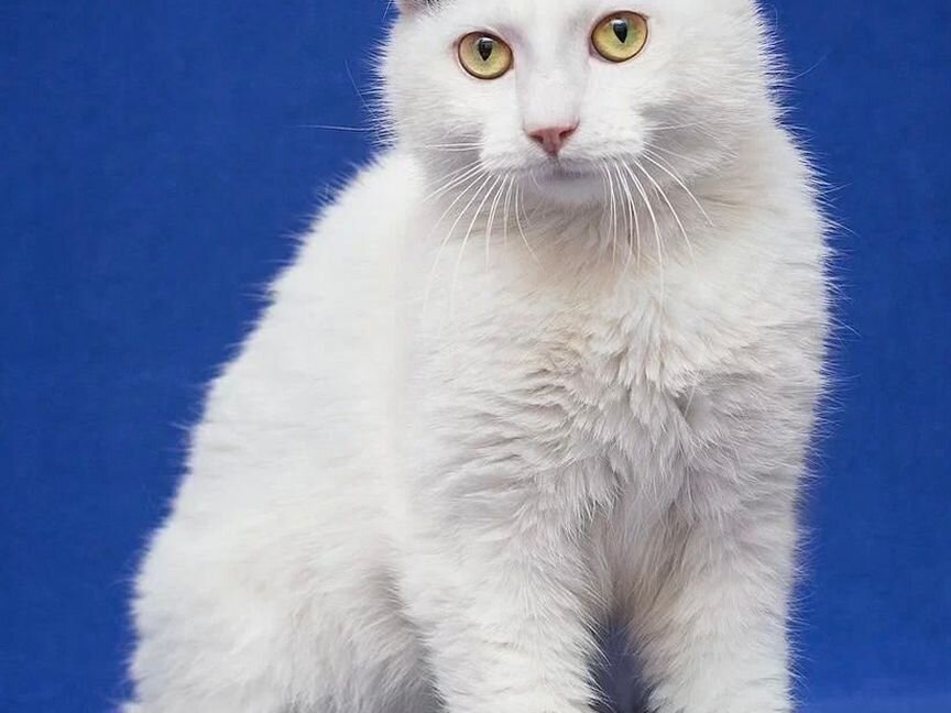 Совершенно ручной котик Вереск