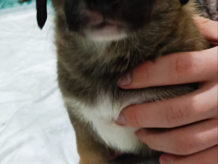 Подарю щенков