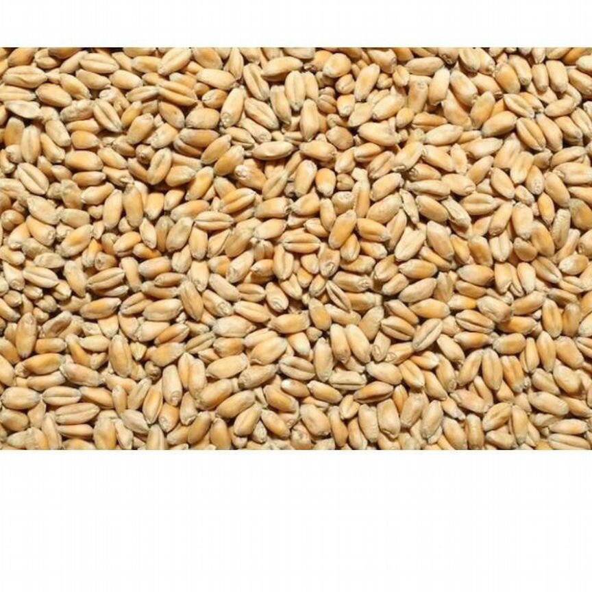 Зерно пшеница