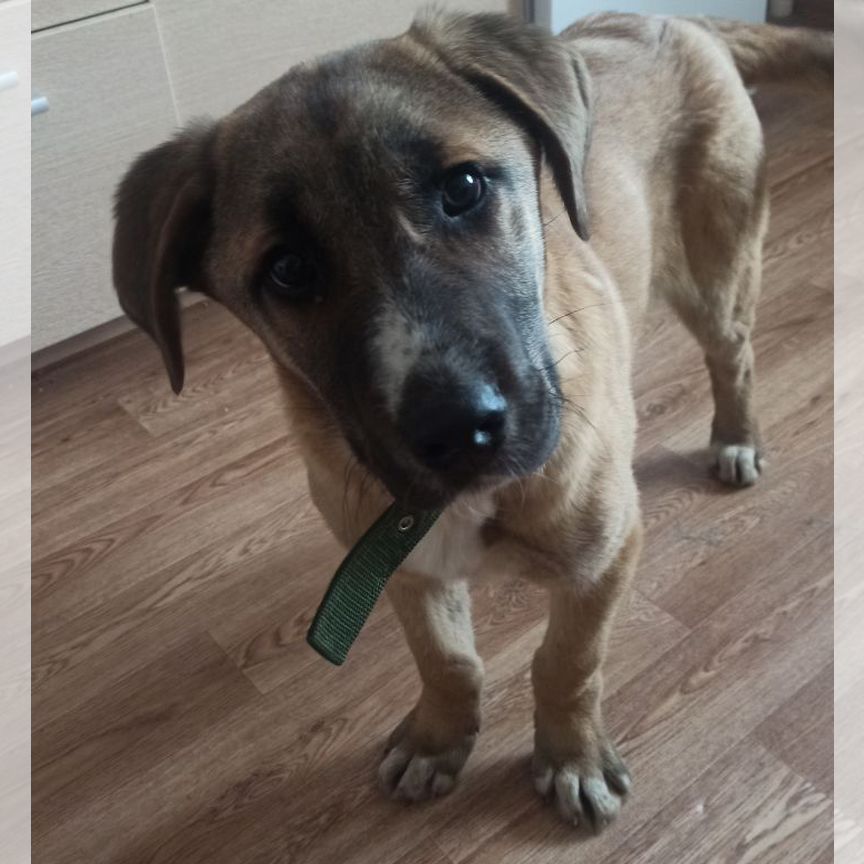 Щенок в добрые руки