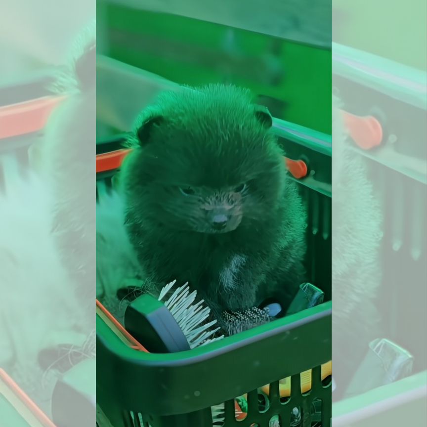 Померанский шпиц, щенок