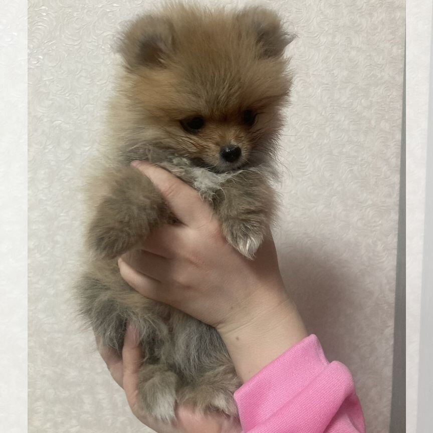 Померанский шпиц, щенок