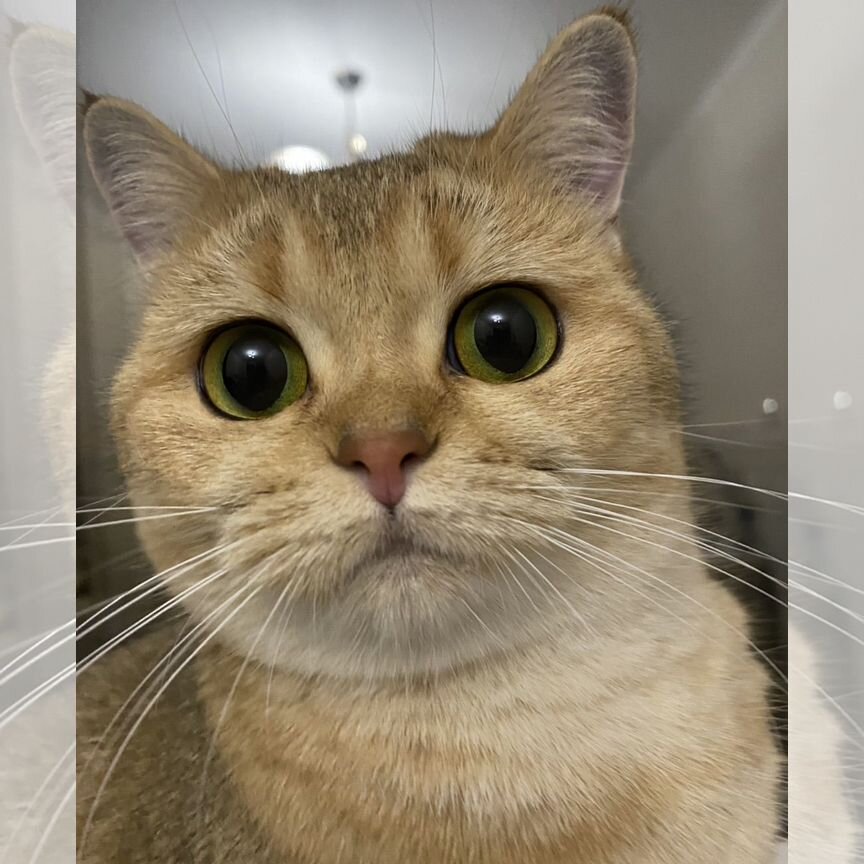 Шотландская прямоухая кошка