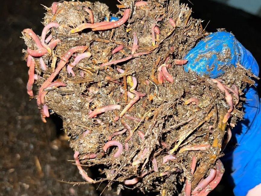 Червь калифорнийский для рыбалки