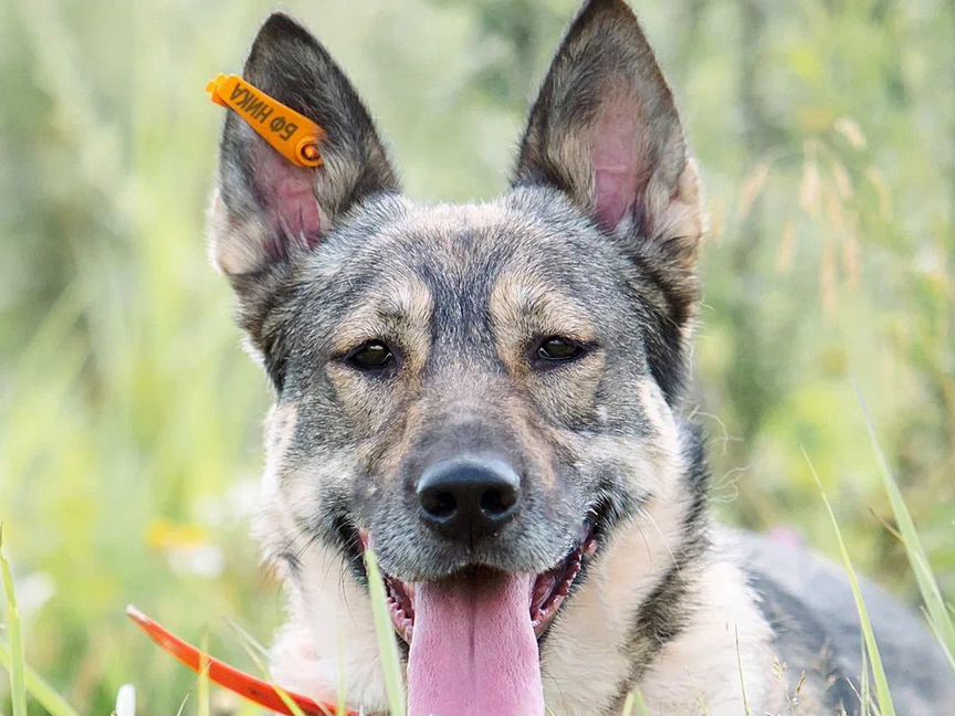 Особенная Лиза в добрые руки бесплатно