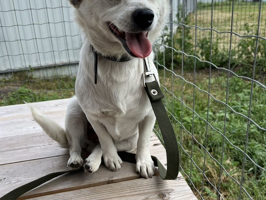 Умная собачка Соня