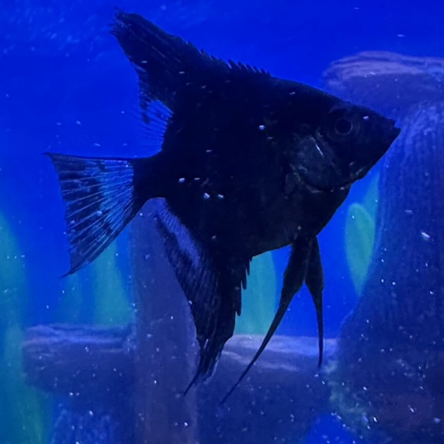 Скалярия
