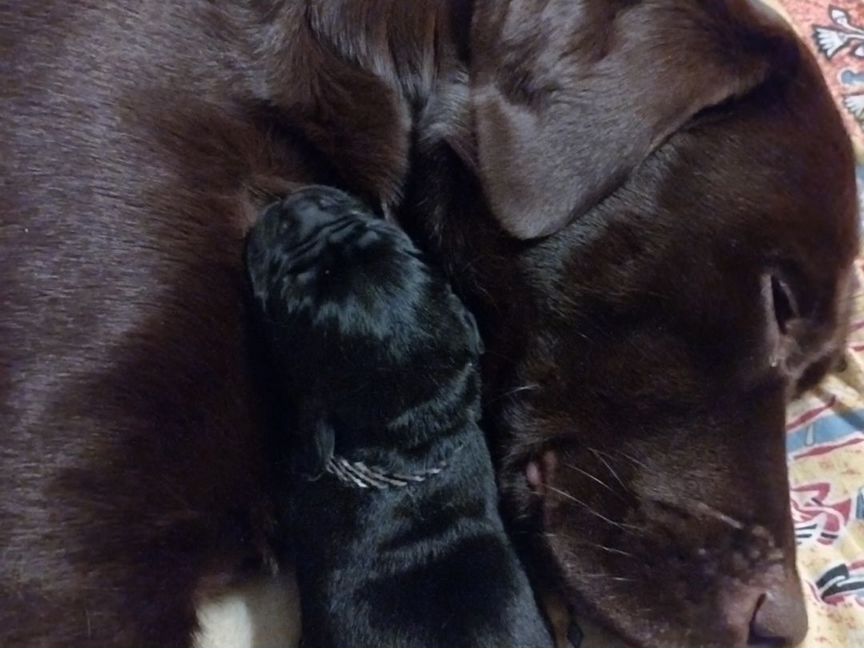 Щенки лабрадора