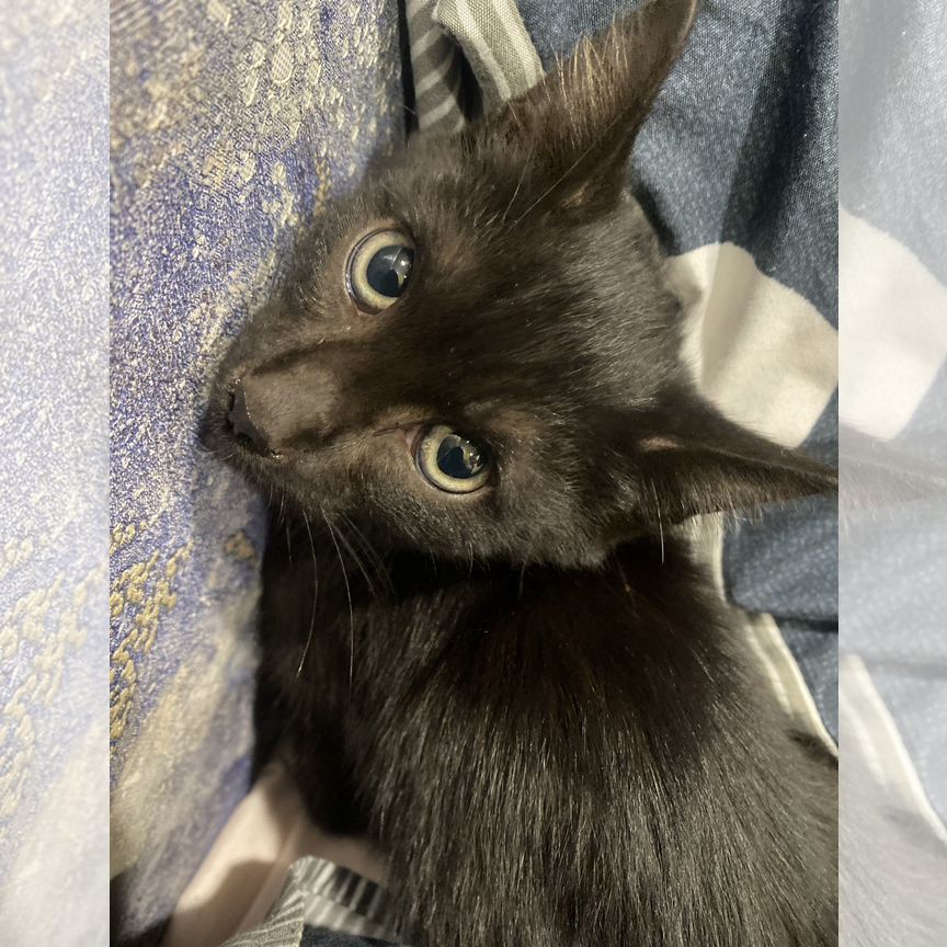 Котёнок в добрые руки