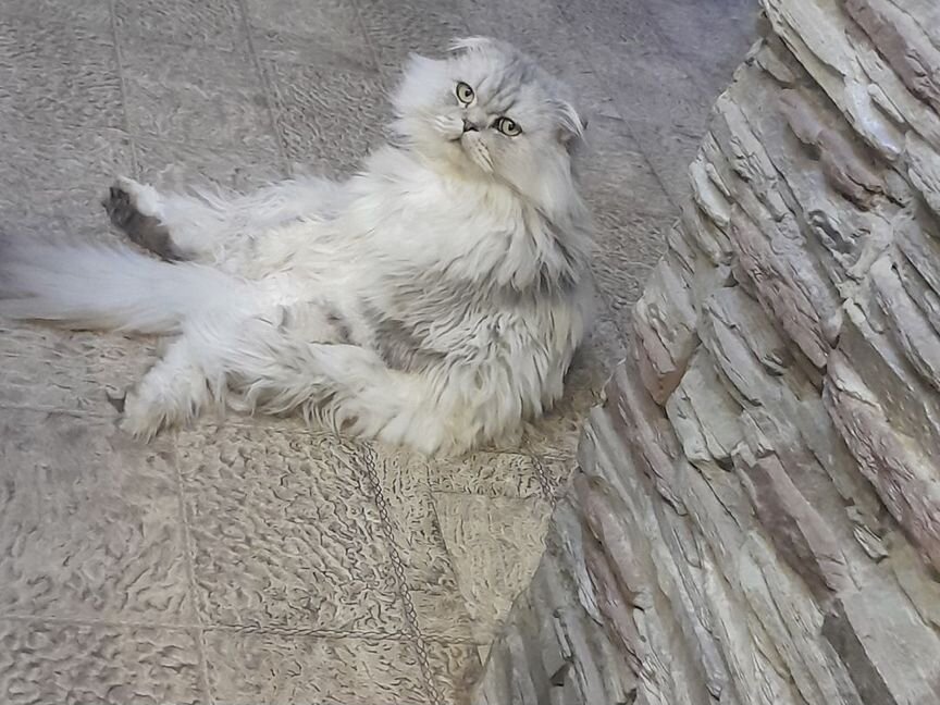 Шотландский вислоухий кот