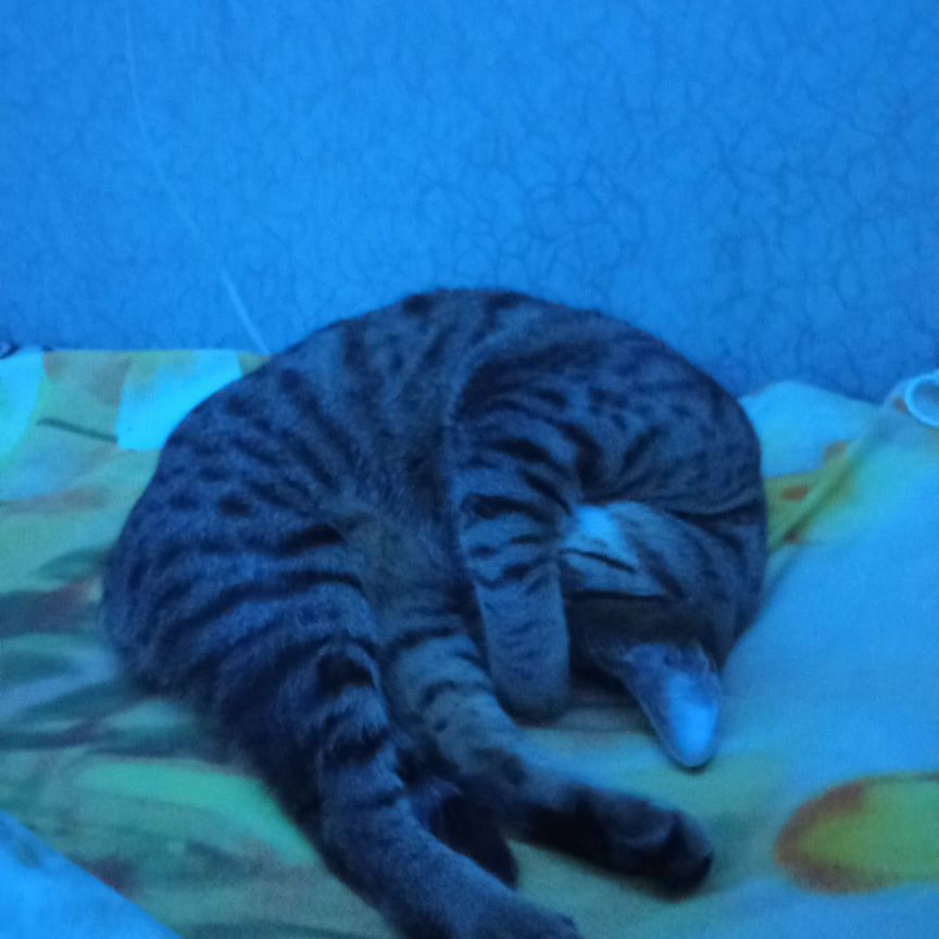 Кот в хорошие руки