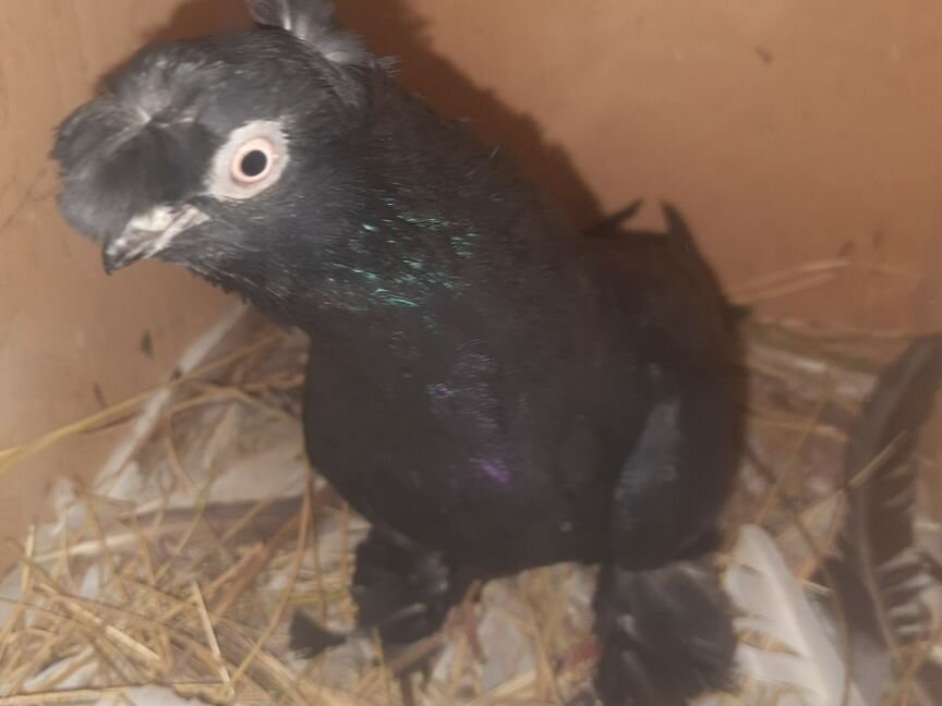 Голуби узбеки