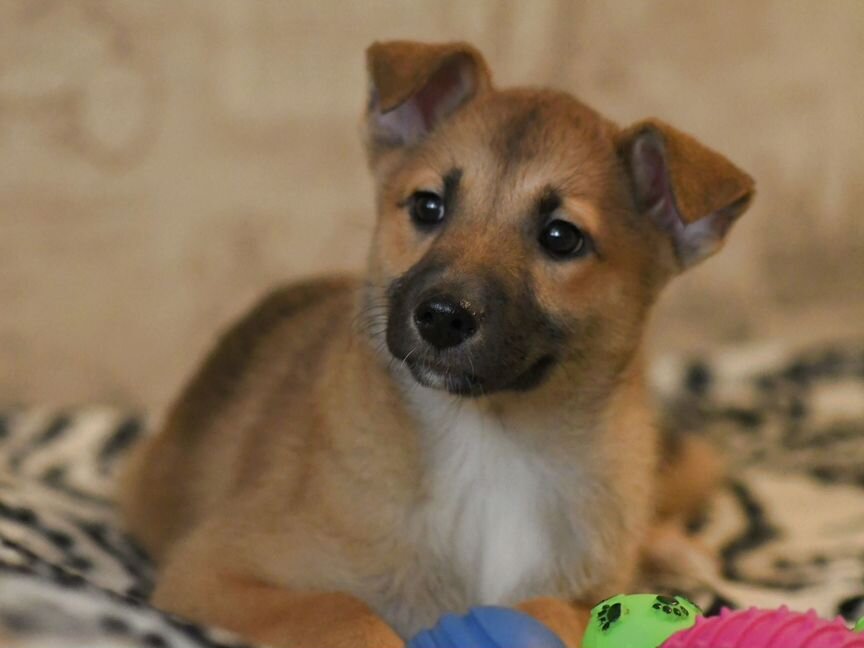 Щенок Линда в добрые руки