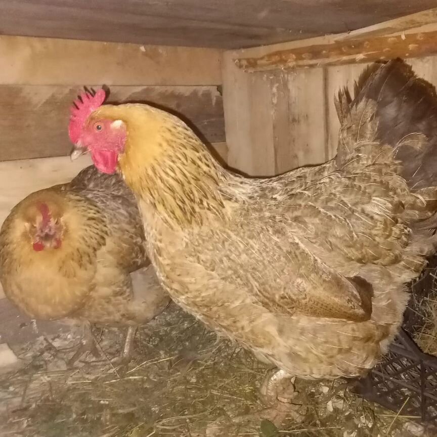 Продам куриц на суп