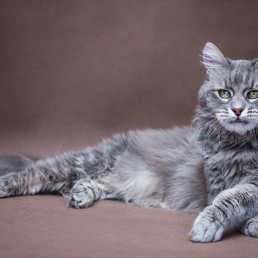 Мистер Грей