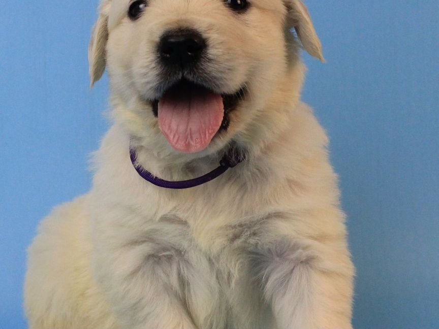 Щенки золотистого ретривера