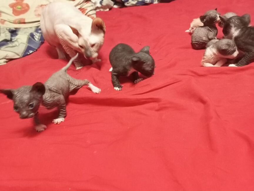 Донской сфинкс котята