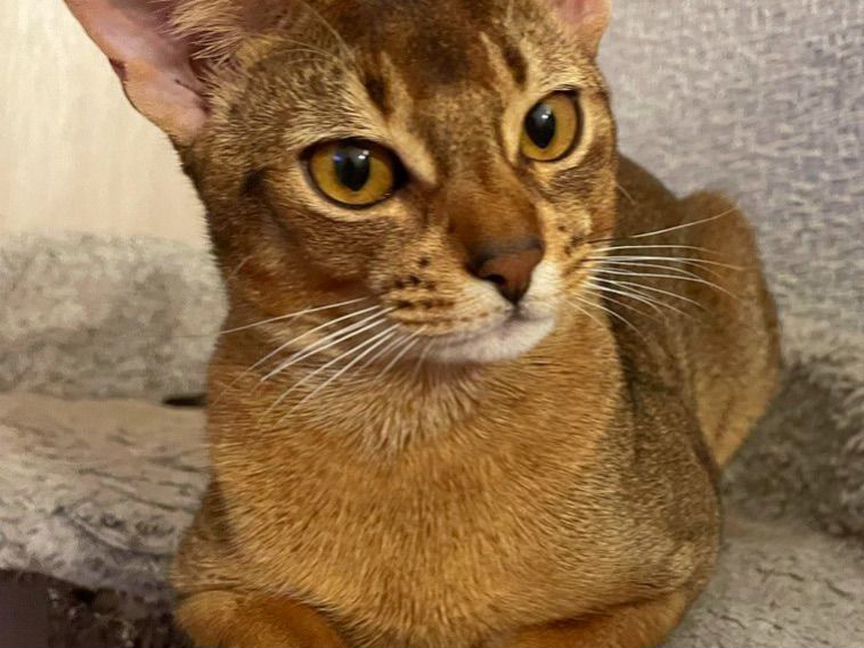 Абиссинский кот вязка, котята