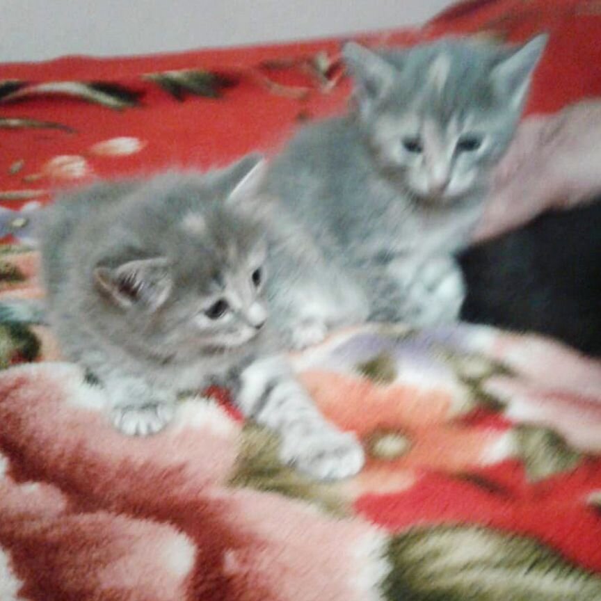 Красивые котята
