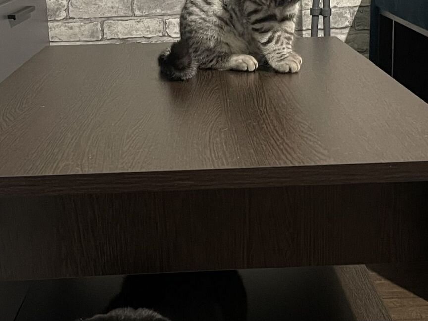 Отдам котика в добрые руки