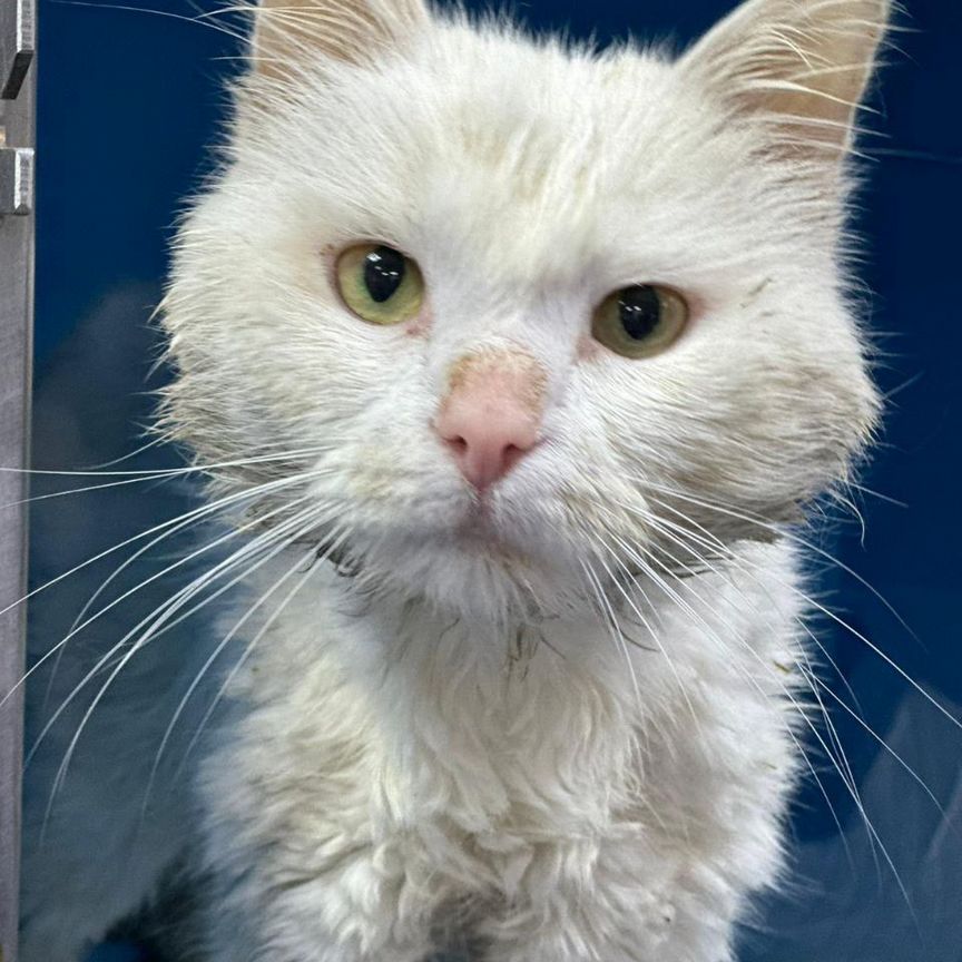 Найден домашний кот