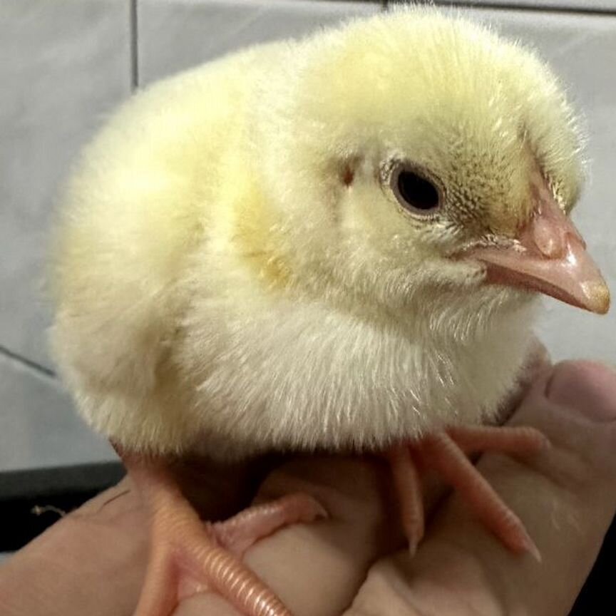 Бройлер Кобб500 суточный