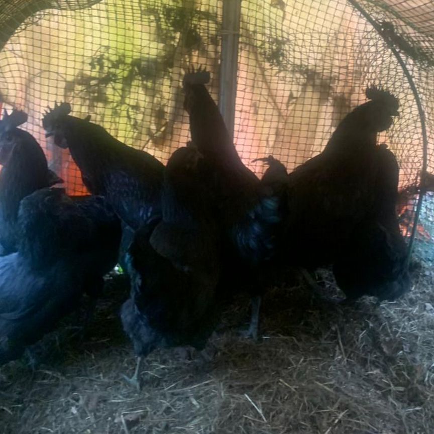 Петух ухейилюй