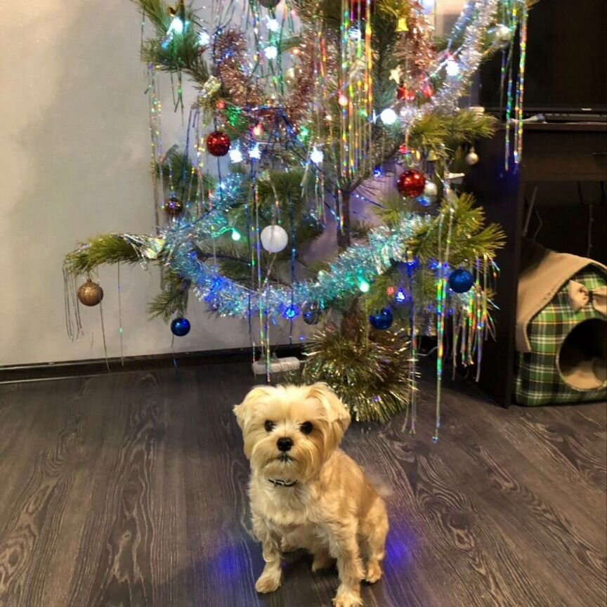 Йоркширский терьер бесплатно