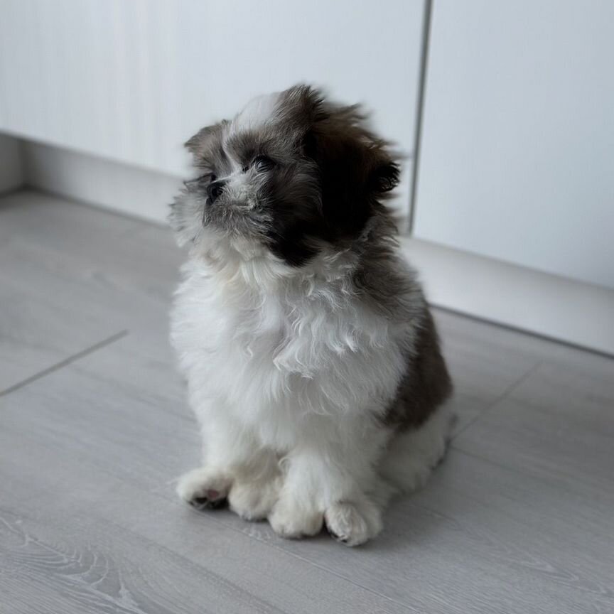 Щенок Щи Тцу