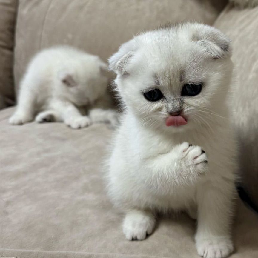 Шотландские вислоухие scottishfold