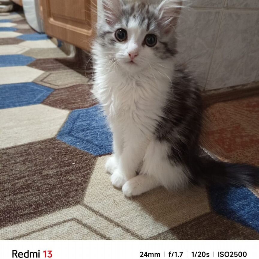 Котята в добрые руки приучены к лотку