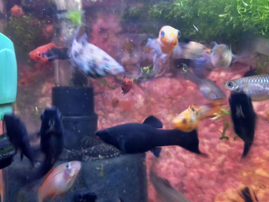 Аквариумные рыбки