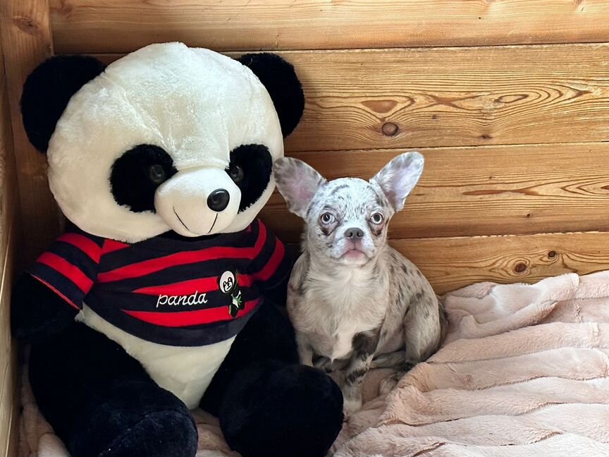 Чихуахуа мальчик