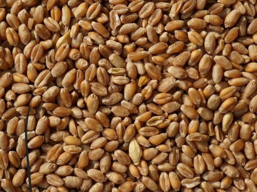 Пшеница 3 класс