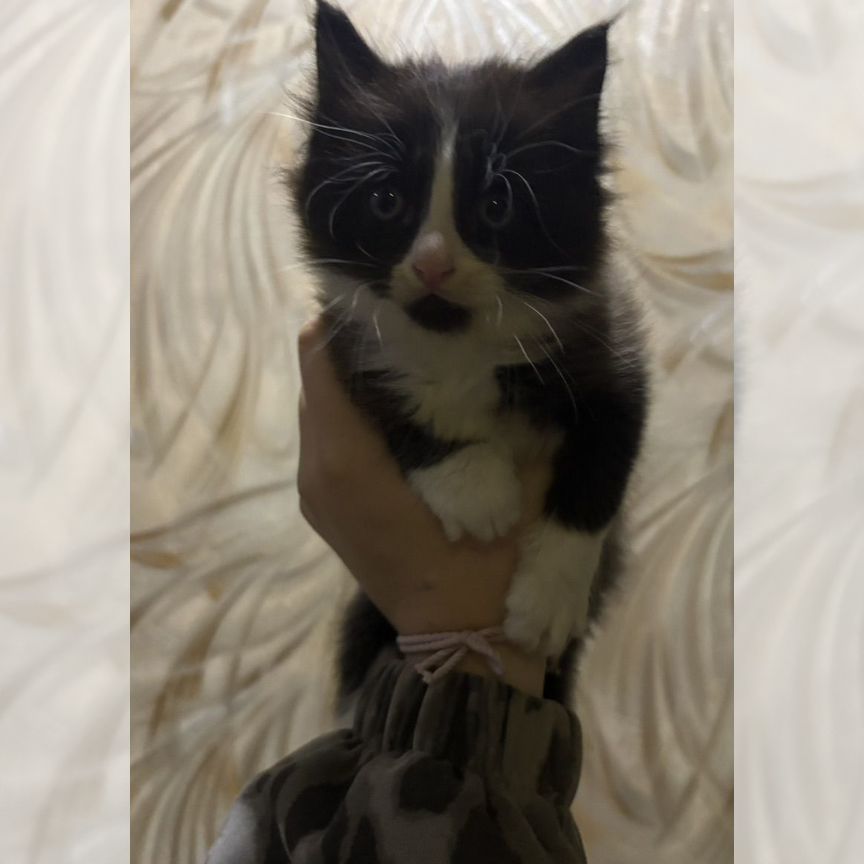 Сибирский котёнок