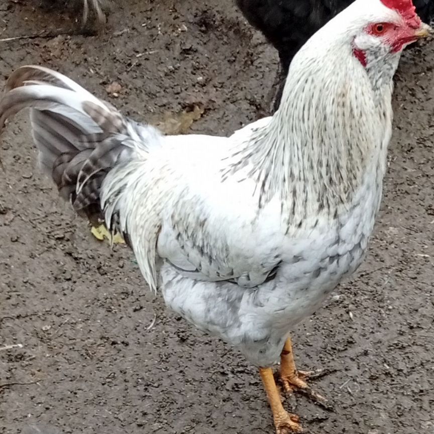 Продам петуха