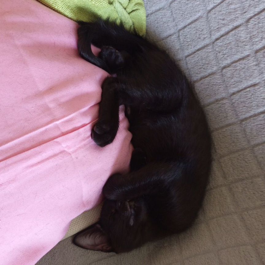 Котята нуждаются в добрых руках