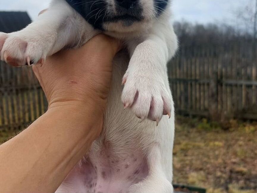 Щенки 1.5 девочки охотничьи овчарки