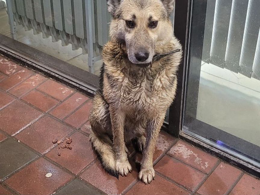 Пёс потеряшка