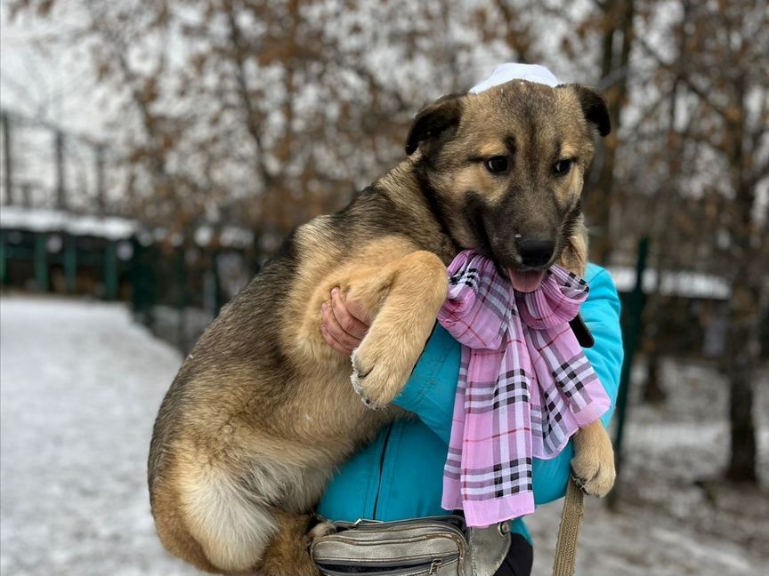 Щенок подросток Лампа 5мес